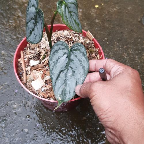 Jual tanaman ibu Lusie jasno - Kota Tangerang Selatan - fidelya_plants ...
