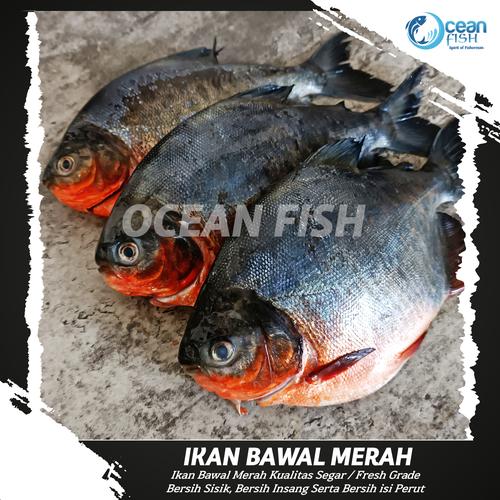 Jual Ikan Tawar Segar - Ikan Bawal Merah Fresh - Bawal Merah Segar ...