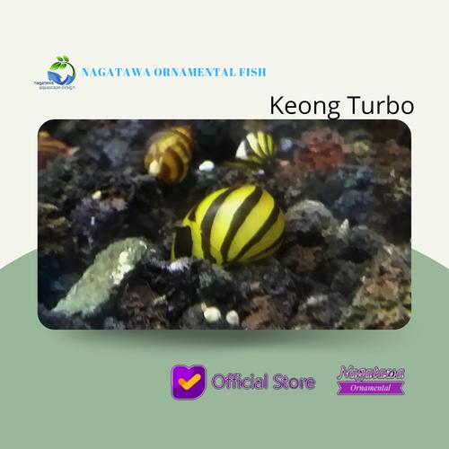 Jual Ikan Hias Aquascape Keong Turbo - Jakarta Barat - Nagatawa ...