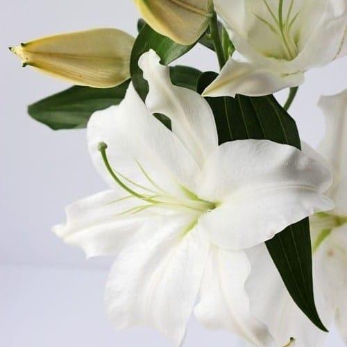 Jual bunga lily putih segar perikat - Jakarta Barat - Alam asli farm ...