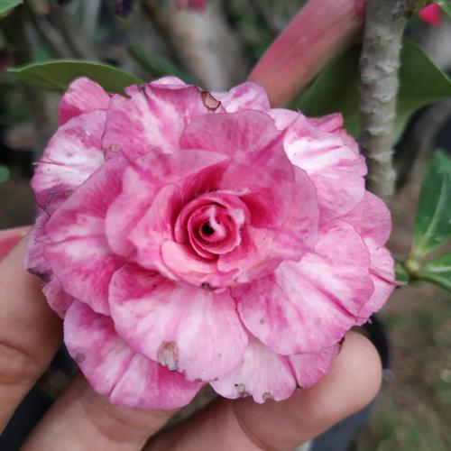 Jual Adenium Bunga Tumpuk | Adenium Grafting | Adenium Kamboja Jepang ...