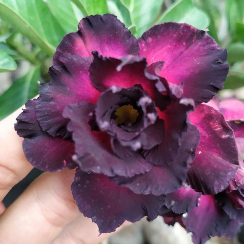 Jual Adenium Bunga Tumpuk | Adenium Grafting | Adenium Kamboja Jepang ...