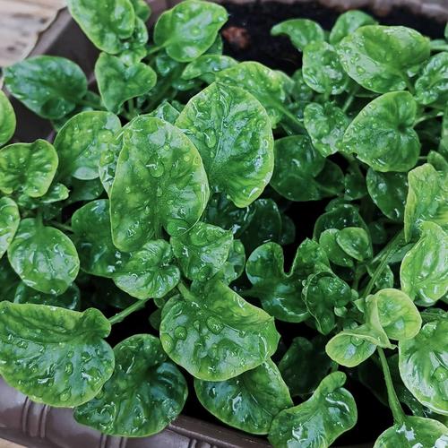 Jual Bibit tanaman sayur bayam Brazil/sissoo spinach/sambu/samba ...