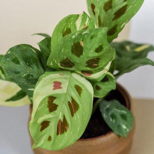 Jual Calathea Variegata / Maranta Leuconeura Kerchoveana Variegata ...