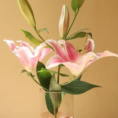 Jual Bunga Lily satu tangkai - Jakarta Barat - Florist JKT | Tokopedia
