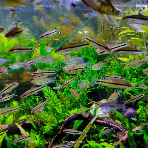 Jual pontius denisoni - puntius denisonii - torpedo barb ( ikan ...