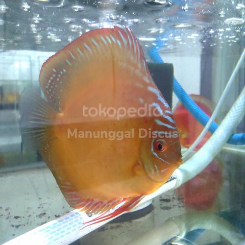 Jual Ikan discus alenquer - Jakarta Timur - Manunggal Discus | Tokopedia