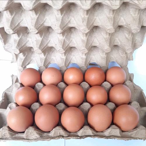 Jual Telur Ayam Negeri 1 pack (15 butir) - 10 pcs - Kota Surabaya - My ...