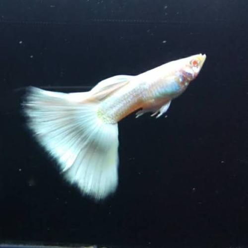 Jual Guppy AFP Albino Full Platinum - Ikan Hias Aquascape - Jantan - Jakarta Timur ...