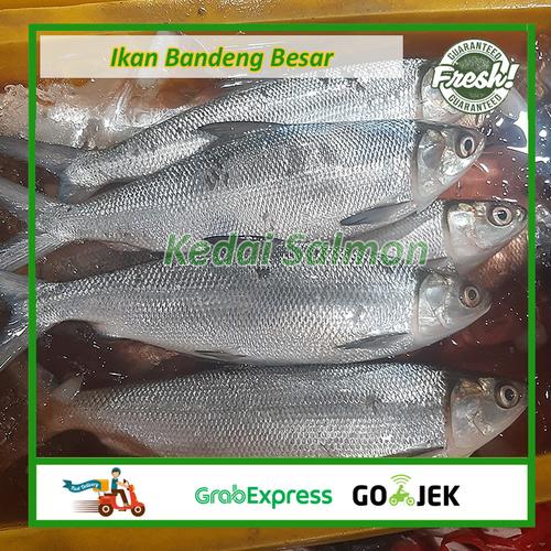 Jual PROMO!! Ikan Bandeng Jumbo Besar Segar - Bandeng Fresh Besar - 1kg ...