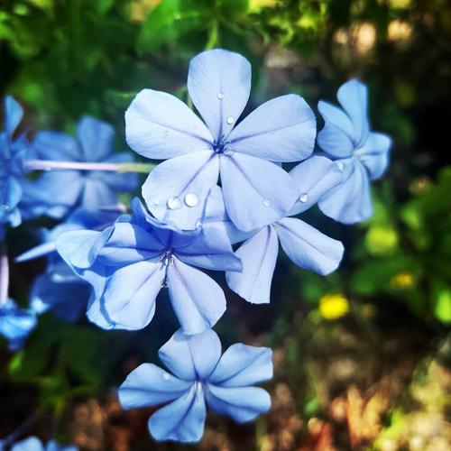 Jual Bibit tanaman bunga biru blue plumbago/cape leadwort (P ...