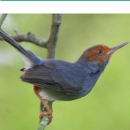 Burung Prenjak Kepala Merah