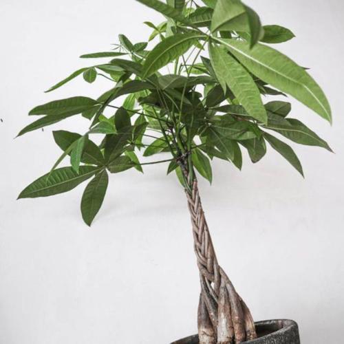 Jual TANAMAN HIAS JENIS PACIRA KEPANG RAMBUT/COCOK UNTUK INDOOR/OUTDOOR ...