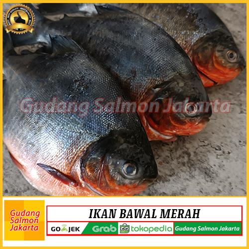 Jual Ikan Bawal Merah Tawar Segar / Bawal Merah Fresh 1kg isi 3-4 Ekor ...
