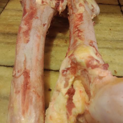 Jual Balung Sapi Segar/Tulang paha 1 pcs (Dipotong) - Kota Bandung ...