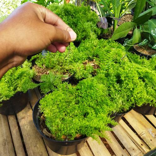 Jual tanaman hias pakis embun gantung bonus pot - Kota Tangerang ...