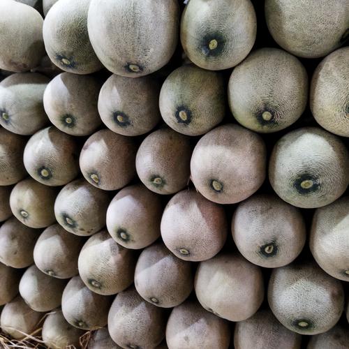 Jual melon sky rocket buah fresh dan manis ukuran 1kg up Buah Segar ...