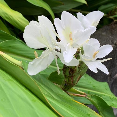 Jual Bunga wangi gandasuli/gondosuli/ginger lily (Hedychium coronarium ...