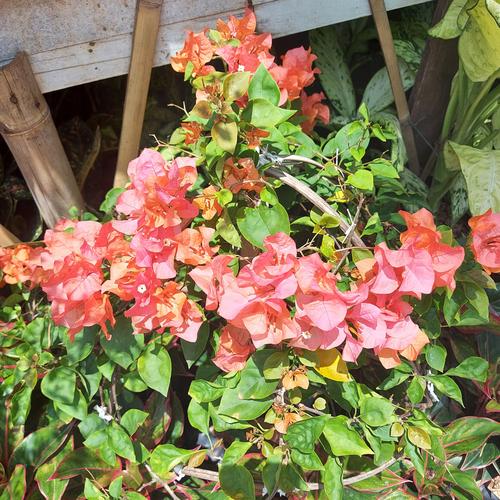 Jual pohon bugenvil bunga orange - Jakarta Pusat - sanggarjayamandiri ...