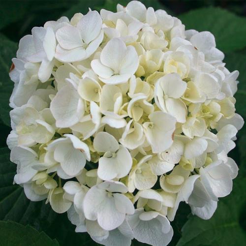 Jual Tanaman Pancawarna Berbunga Hydrangea Pohon Bunga - Kota Batu ...