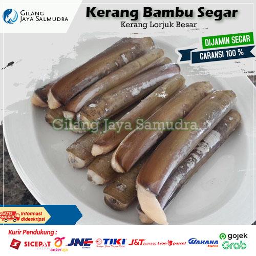 Jual Kerang Bambu Segar - Kerang Bambu Besar / Lorjuk Segar Besar 1kg ...