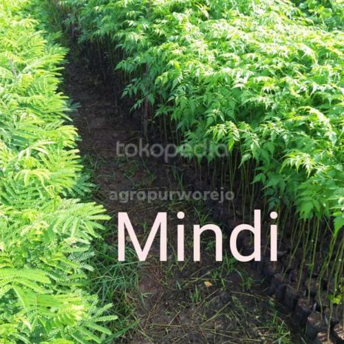 Jual Bibit Tanaman Mindi - Tanaman Peneduh Jalan Hingga Tanaman Obat ...
