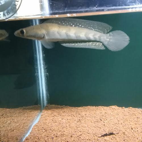 Jual channa green marulius - Jakarta Timur - water park | Tokopedia