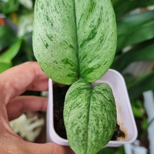 Jual Scindapsus Variegata Mint - Jakarta Barat - Primrose Garden ...