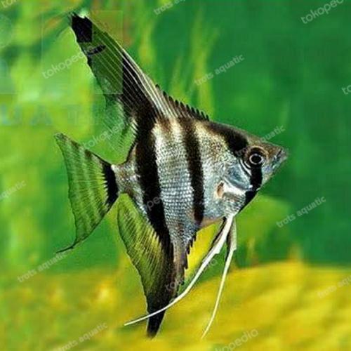 Jual manfish altum - ikan hias aquascape - Kota Depok - Trots Aquazone ...