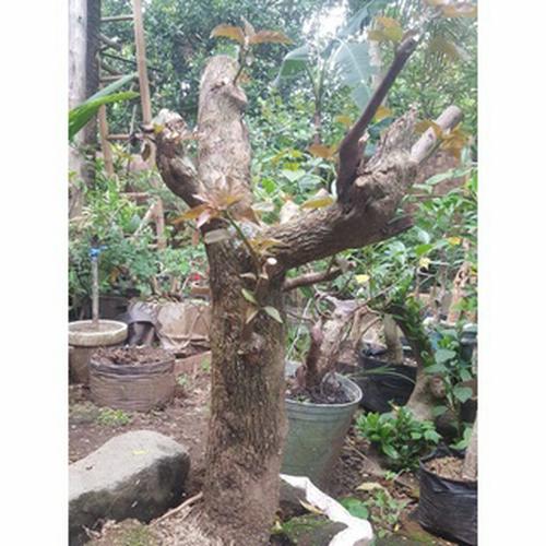 Jual Stek Bougenvile Bonsai Bonggol Besar Kab Bogor Gren Lanscape