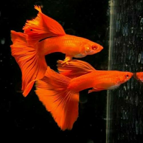 Jual guppy albino full red (AFR) - ikan hias aquascape - Kota Depok - Trots Aquazone | Tokopedia