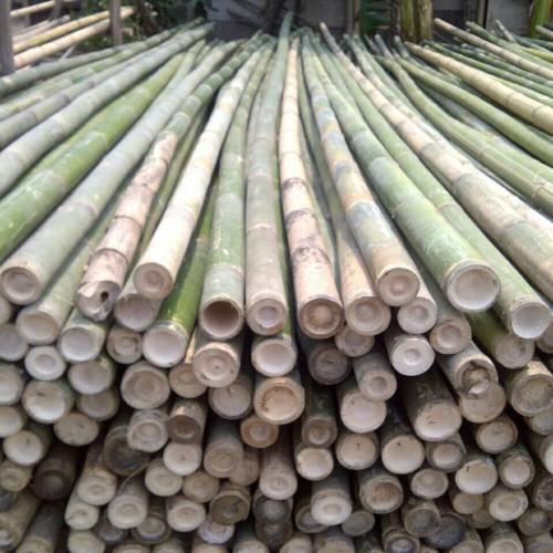 Jual BAMBU STEGER BEGESTING COR PANJANG 6 METER SUPER MURAHHHHH ...