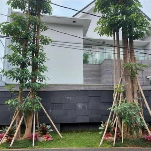 Jual pohon pule/pohon pule fosil/pule posil - Kab. Bogor - Aqila flora ...