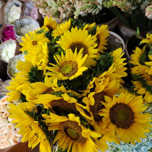 Jual bunga matahari pertangkai bunga fresh - Jakarta Selatan - Andini ...