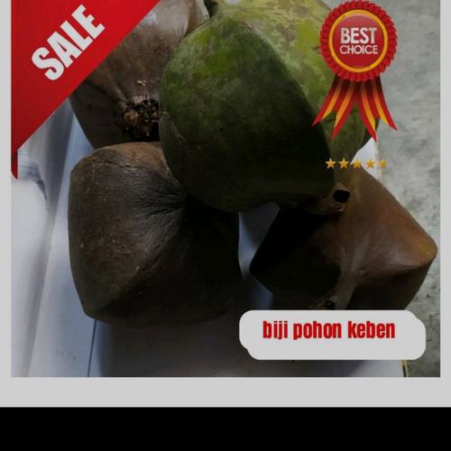 Jual biji buah pohon keben butun atau bringtonia asiatica - sudah ...