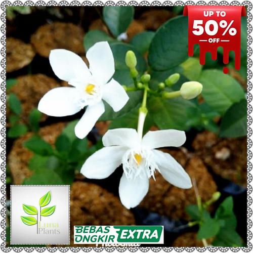 Jual Tanaman melati yasmin - bunga harum - melati - yasmin - MURAH ...
