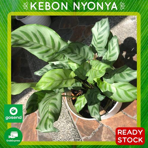 Jual CALATHEA BELLA - DEWASA | Tanaman Hias Tumbuhan Bunga - Kota ...