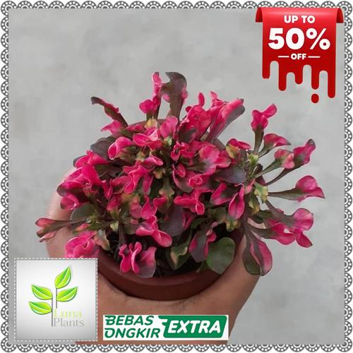 Jual Tanaman hias krokot merah - tanaman krokot merah - Kab. Bogor ...