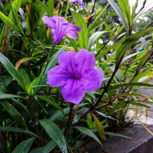 Jual TANAMAN HIAS RUELLIA KENCANA UNGU POLYBAG - Kab. Tangerang - BILAL ...