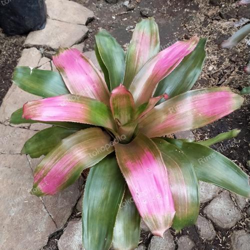 Jual tanaman bromelia pink gress/bromelia pink grass/bromelia pink ...
