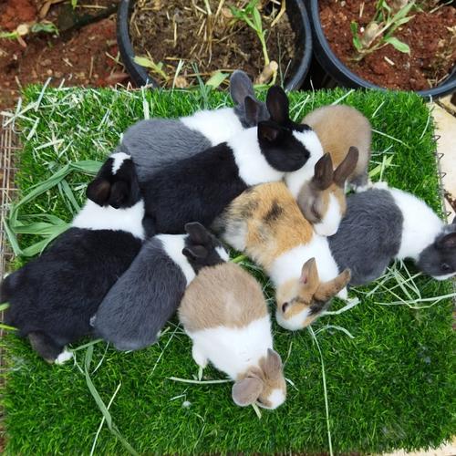 Jual kelinci Hias kecil Mini dutch mini dut - Jakarta Timur - Dream ...