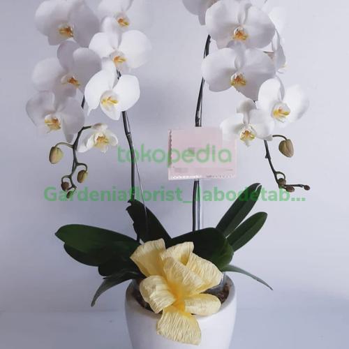 Jual KARANGAN BUNGA ANGGREK BULAN 1 POHON - 1 POHON - Ungu, 1 pohon ...