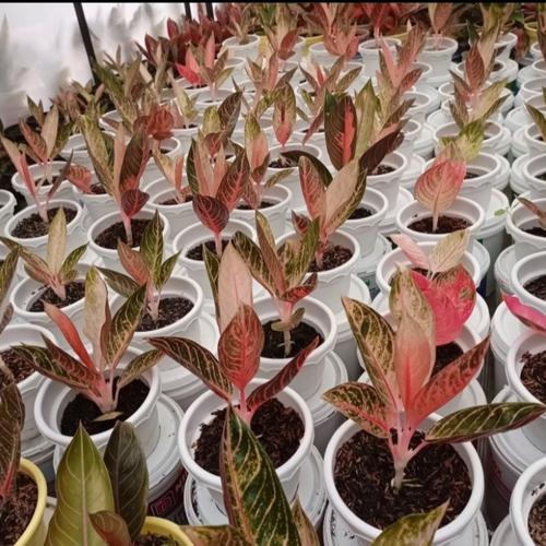 Jual Tanaman 5 daun Pos - Kota Tangerang Selatan - Toko Acila | Tokopedia