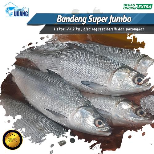 Jual Ikan Bandeng Super Segar size Jumbo 2kg - Bandeng Besar 2kg/Ekor ...