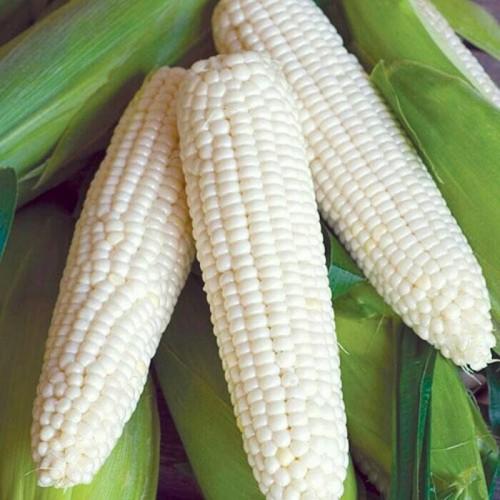 Jual benih JAGUNG PUTIH manis kumala F1 hibrida jagung pulut panah ...