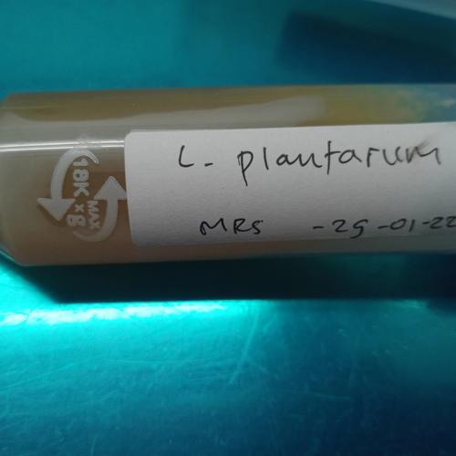 Jual Lactobacillus plantarum agar miring - Kab. Bantul - Agrotekno ...