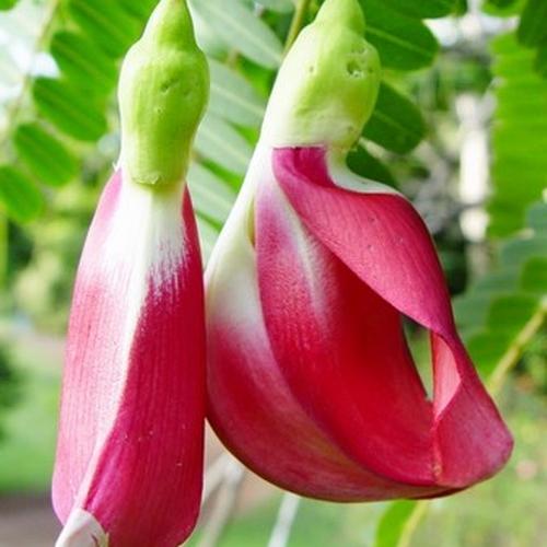 Jual Bibit tanaman pohon Turi merah Unggul - Kota Bandung - DERMAGA ...