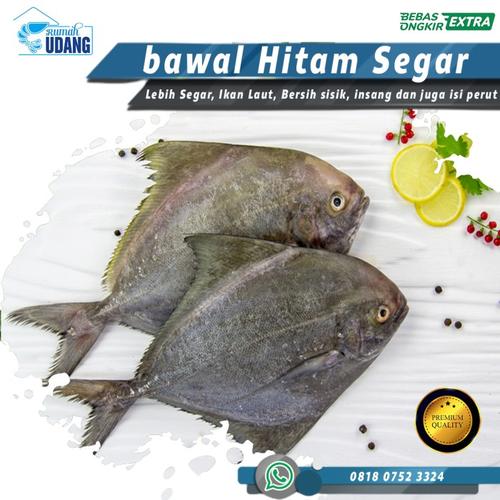 Promo Ikan Bawal Hitam Laut segar / Black Pomfret 1kg 2-4 ekor - 1 kg ...