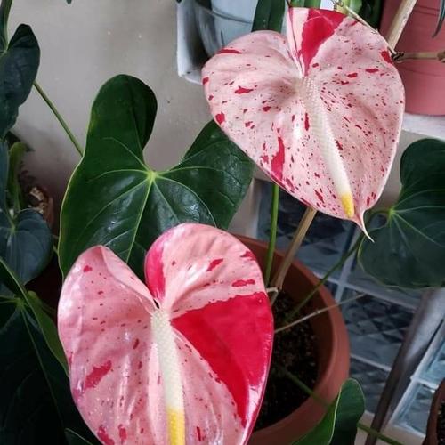 Promo TANAMAN HIAS ANTHURIUM MICKEY MOUSE CREAMY VOLCANO - Kab. Bogor ...