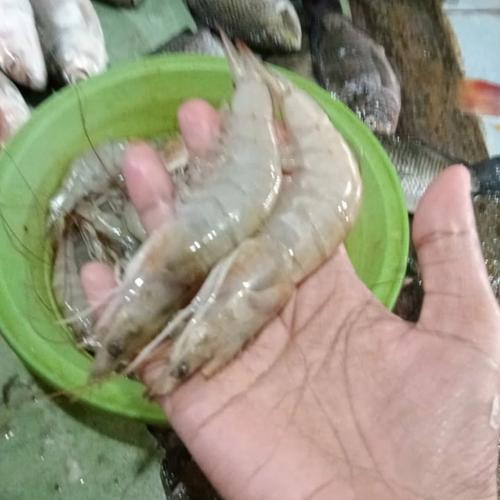 Jual Udang besar 1/2 kg - 1/2 kg - Kota Bandung - Kios Ikan Segar ...